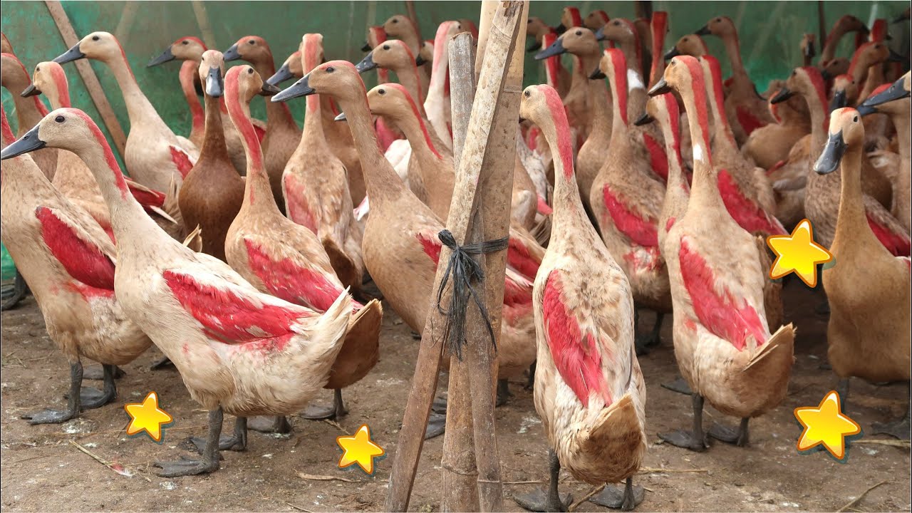 Bebek Angsa Bebek Wek Wek Bebek Berenang Kwek Kwek Bebek Pink Bebek ...