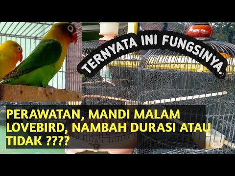 Wajib Tau‼️Perawatan, Mandi Malam, Nambah Durasi Lovebird Atau Tidak❓️ Ini Fungsinya