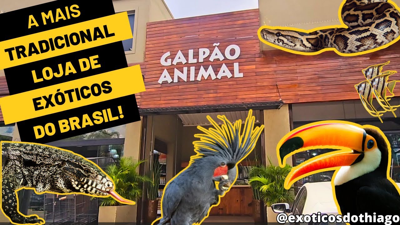 VISITEI A MAIS TRADICIONAL LOJA DE ANIMAIS EXÓTICOS DO BRASIL ...