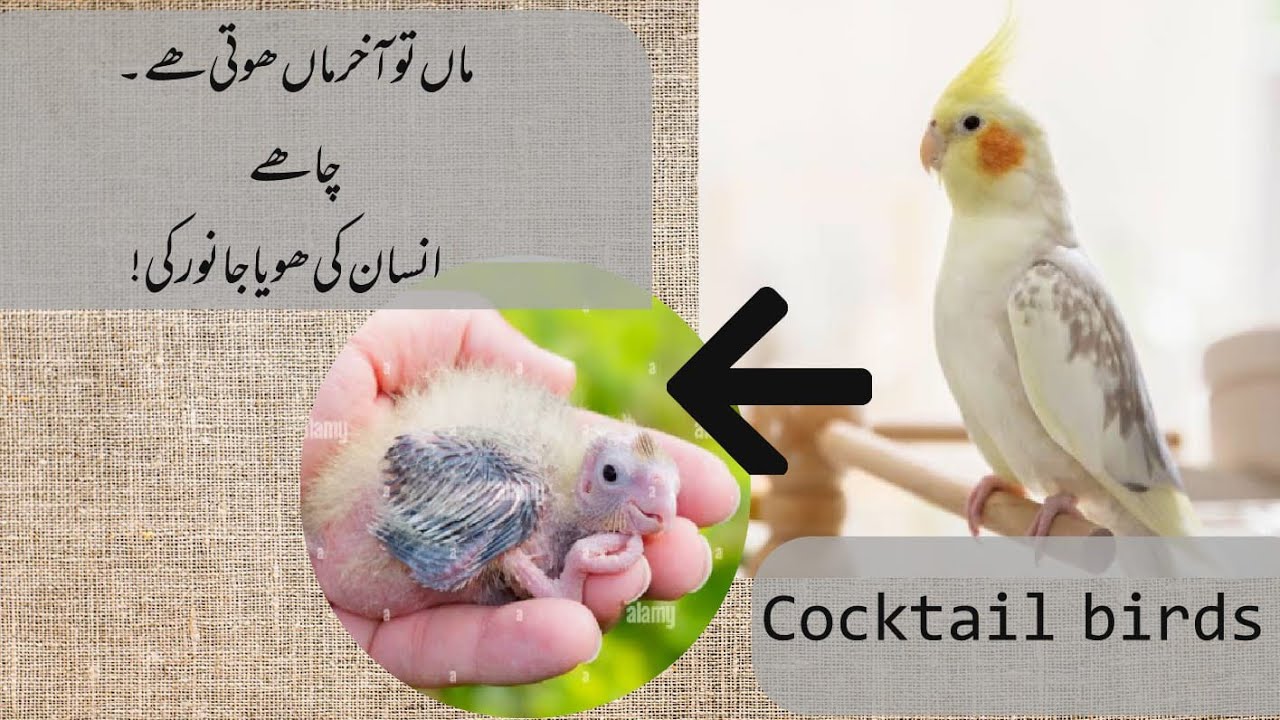 Cocktail Birds|| Beautiful birds love her chicks - YouTube