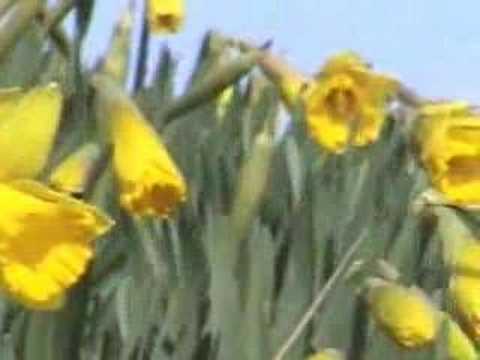 Prayer to the Four directions - YouTube