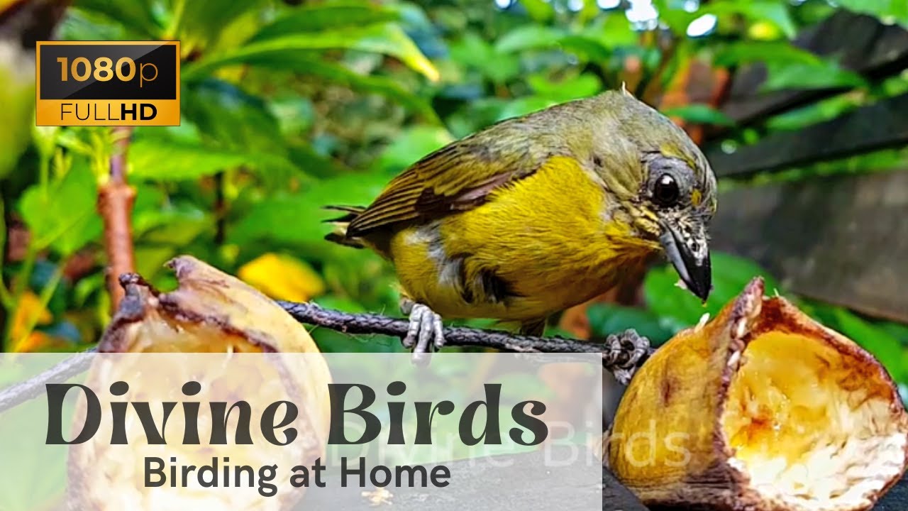 Cute Stubborn Birds - Relaxation With Birds - Birds For Cats To Watch ...