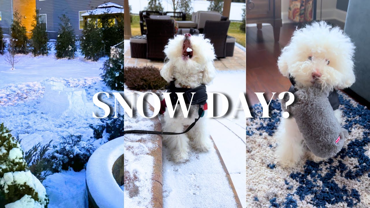 Puppy’s First Snow Day - Adorable reactions and snowball fight! ️⛄️🤣 ...