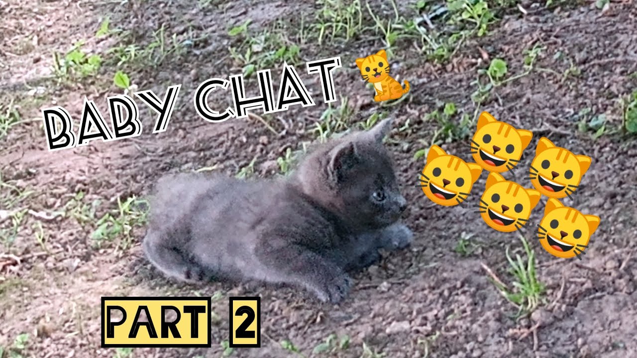🐈 Baby chat - parte II - 5 chat non 2 🐈 - YouTube