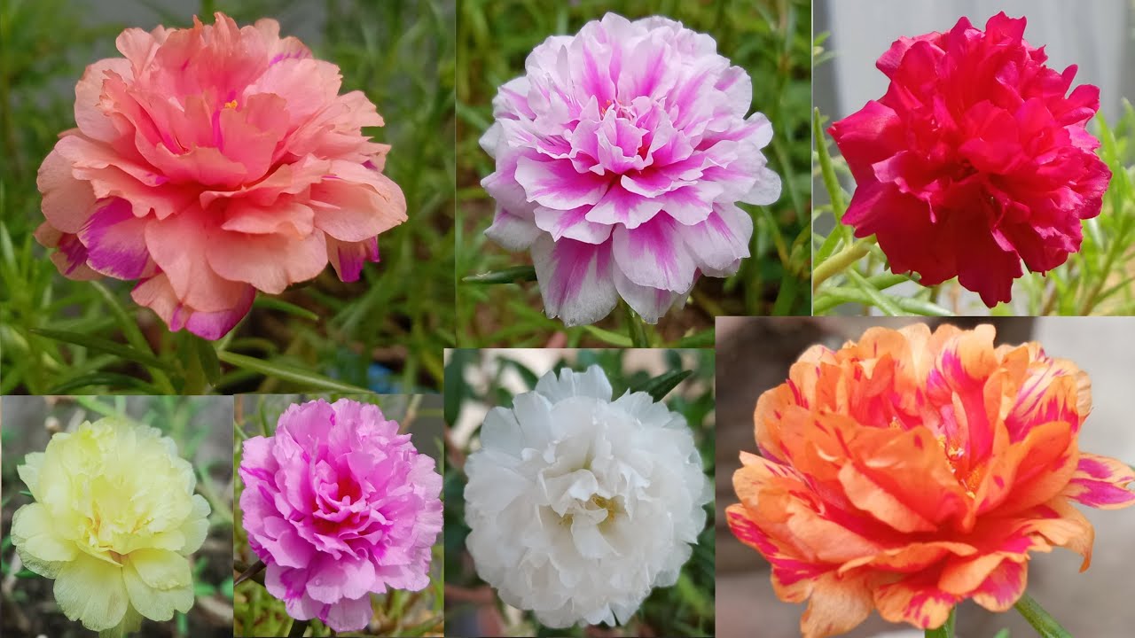 Varieties of Moss Rose | Portulaca Grandiflora | Table Rose | Pathumani ...