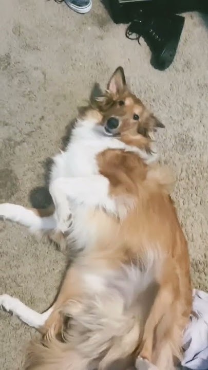 🤣My Rough Collie refuses to go to bed.. wait for it...Naughty lassie!! - YouTube