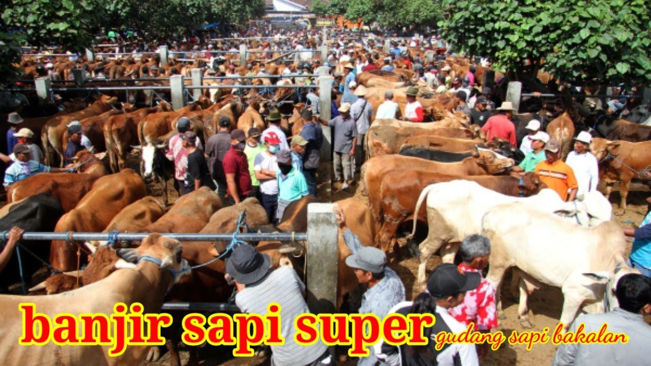 Pecah telur sapi super‼gudangnya sapi super pasar sapi muntilan terbaru ...
