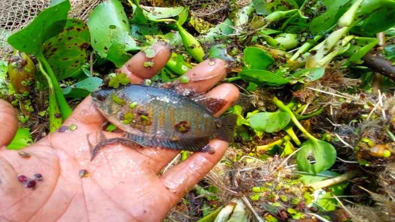 Amazing Net Fishing || Smart Boys Khora Fish By Hunting Fishing Video ...