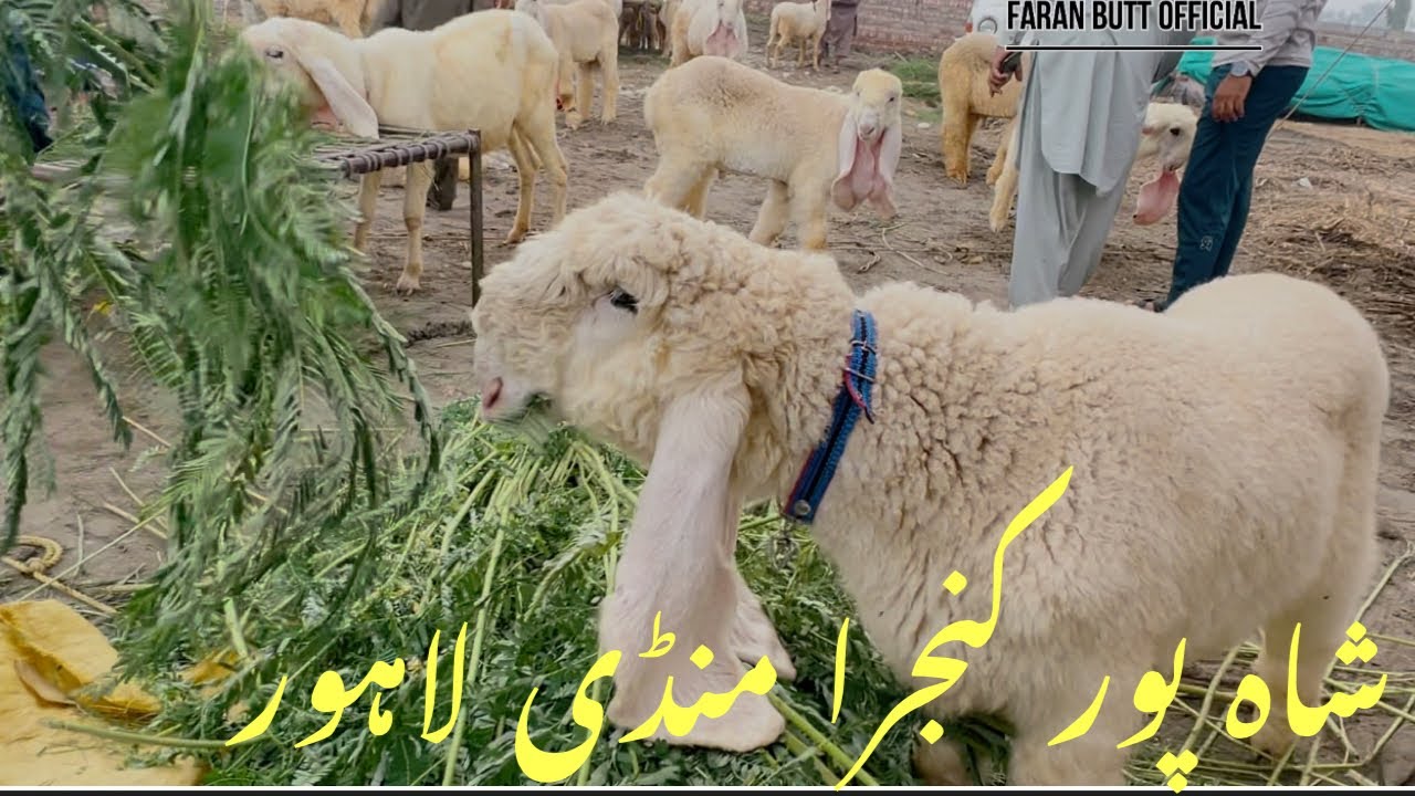 (101)Wednesday Update | Kajla chatra | Desi Bakra | Qurbani 2024 # ...