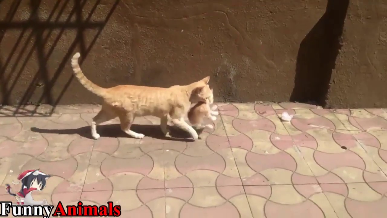 Mama Cat Carrying Baby Kittens Videos Compilation 2020 - YouTube