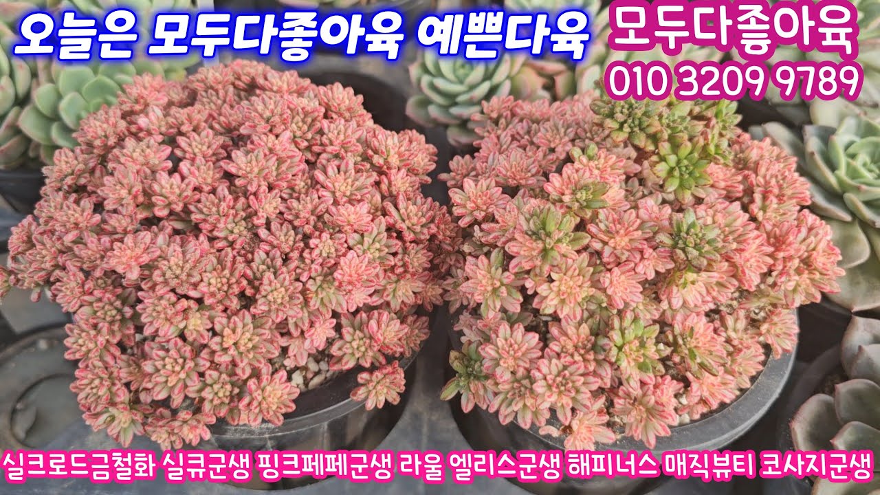 25112 πΈμμλ€μ‘ μμκ΅°μ λ§μμπΈ μ€ν¬λ‘λκΈμ² ν μ€νκ΅°μ νν¬ννκ΅°μ λΌμΈ μ리μ€κ΅°μ ν΄νΌλμ€ λ§€μ§λ·°ν° μ½μ¬μ§κ΅°μπΈ λͺ¨λλ€μ’μμ‘ 010 3209 9789νλ°° μ λ£