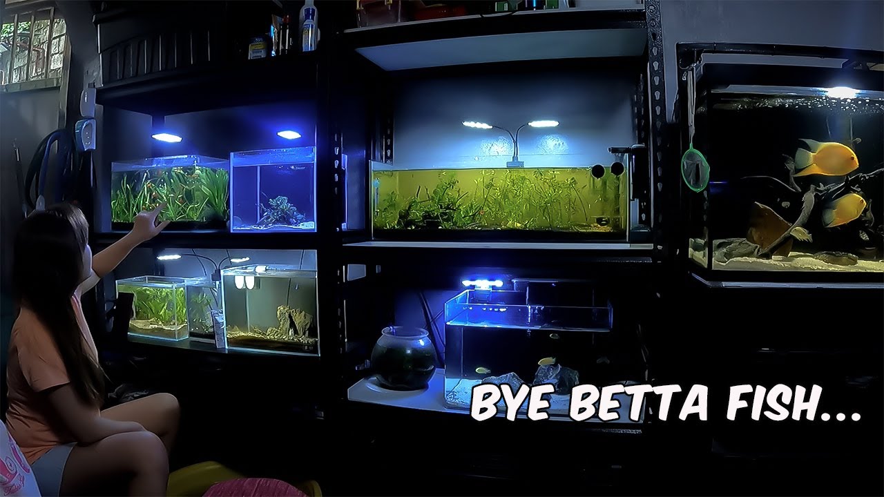 BETTA FISH TANK UPDATE - YouTube