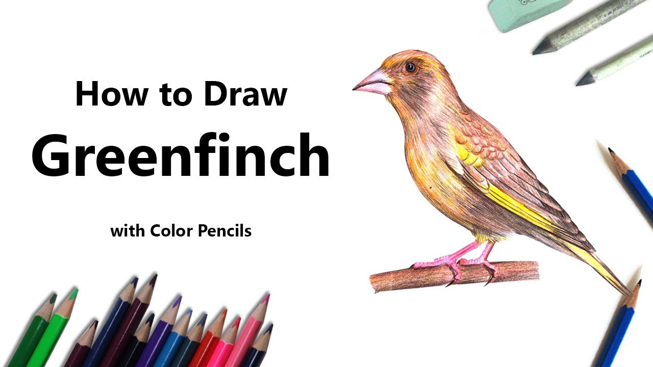 How to Draw a Greenfinch with Color Pencils [Time Lapse] - YouTube