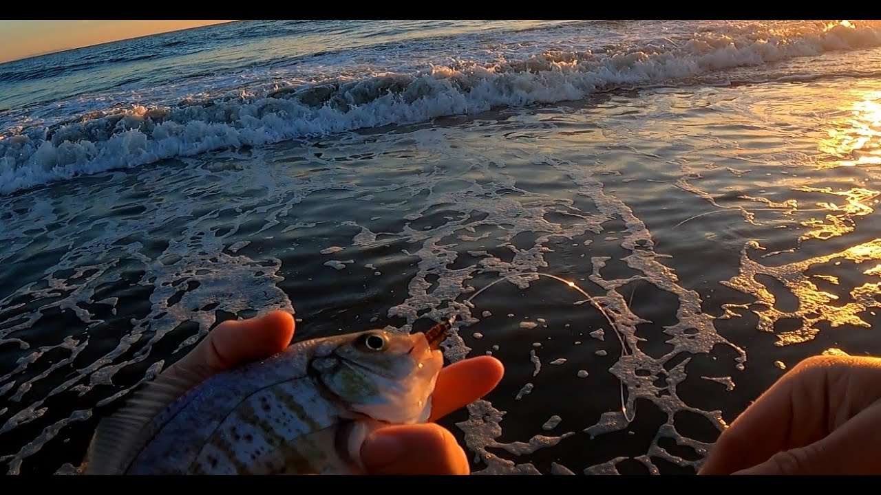 California Surf Perch Fishing! | Sunset session in Malibu - YouTube