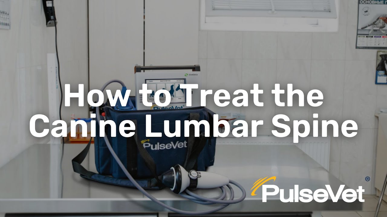 How to Treat the Canine Lumbar Spine - YouTube