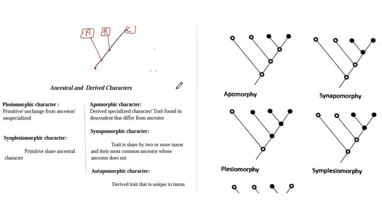 #cladistics II #ancestor (plesiomorphic) and derived (apomorphic ...