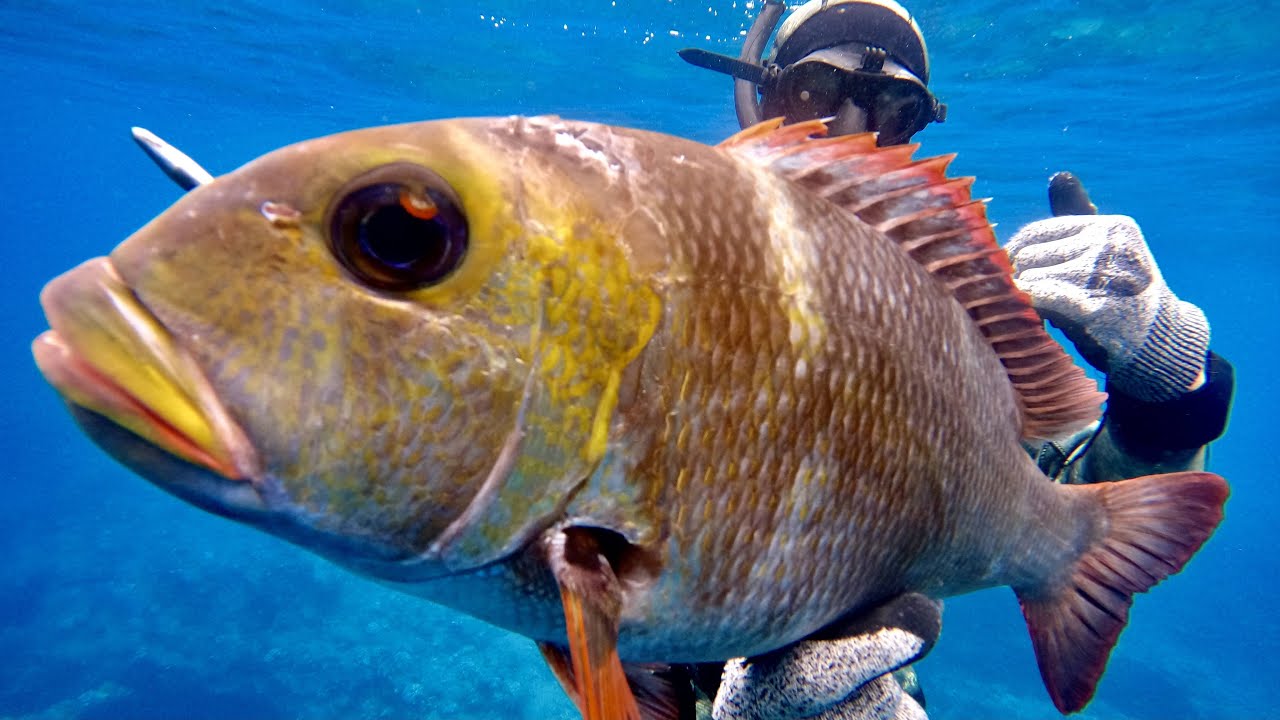 Mu Fish Hawaii Recipe at Tommy Bautista blog