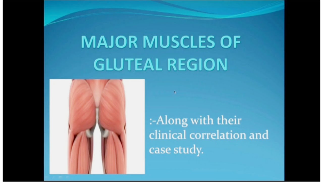 Major muscles of Gluteal region|clinical correlation of the muscles ...