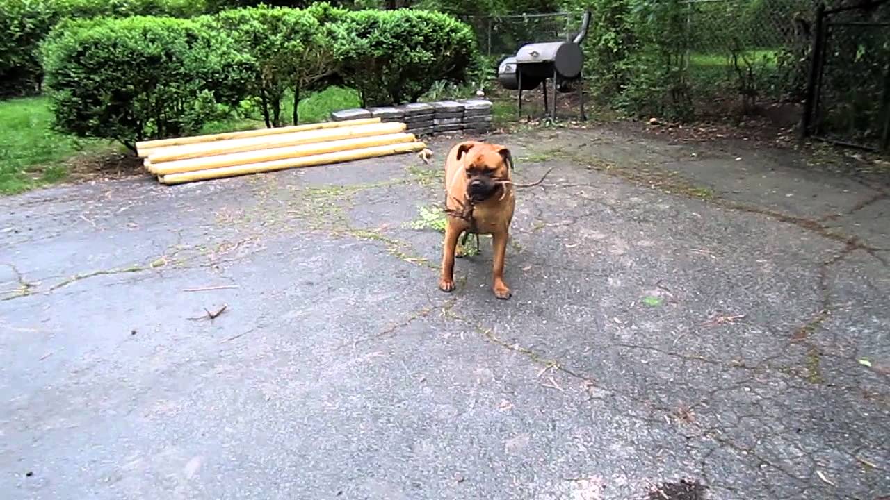 bull mastiff dog attacks tree.MOV - YouTube
