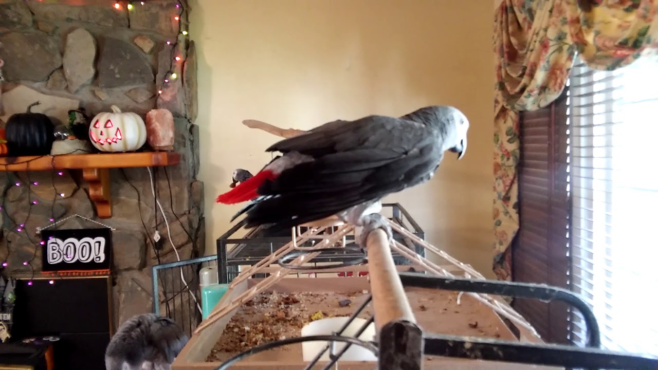 3 African grey parrots - Gizmo, Gracie, & Napoleon - YouTube