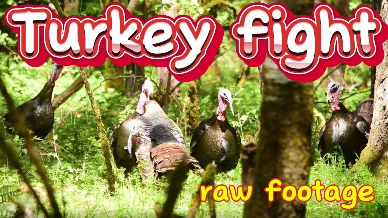 Turkey Fight (raw footage) - YouTube