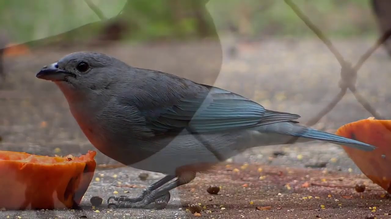 Brazilian Birds Singing Nature Sounds Aisse Gaertner - YouTube
