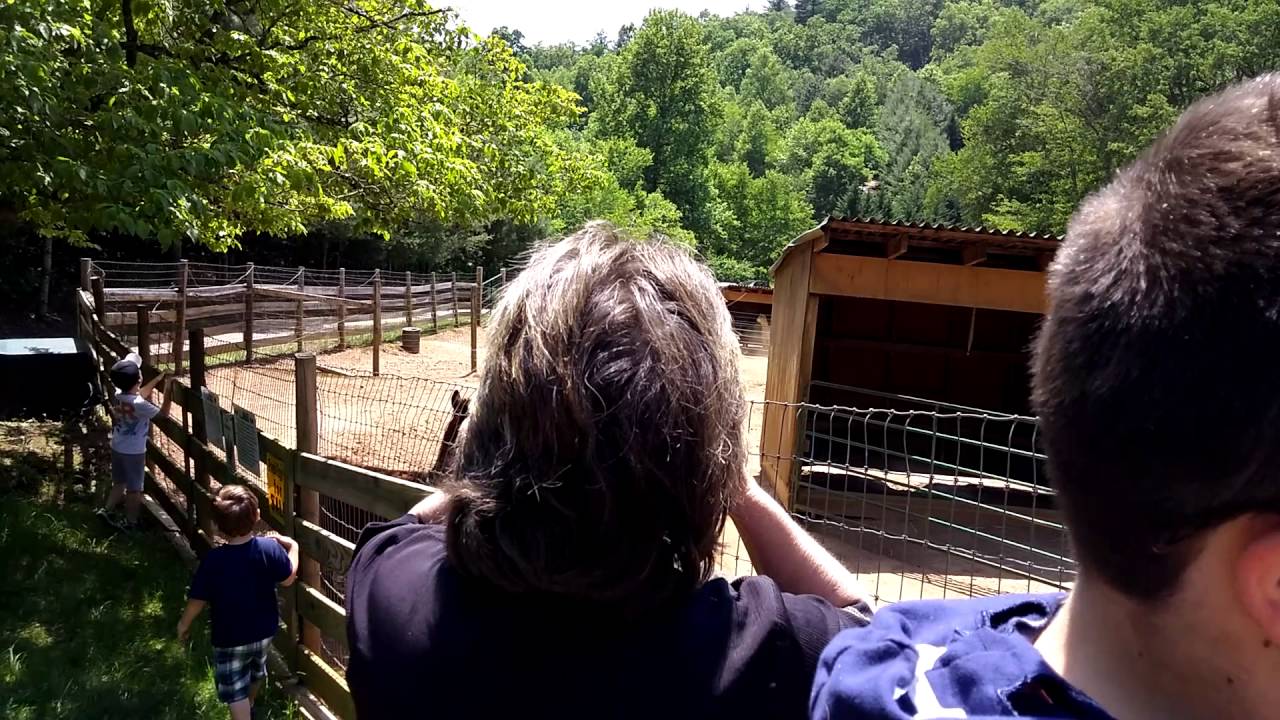 Alpaca Fight - YouTube