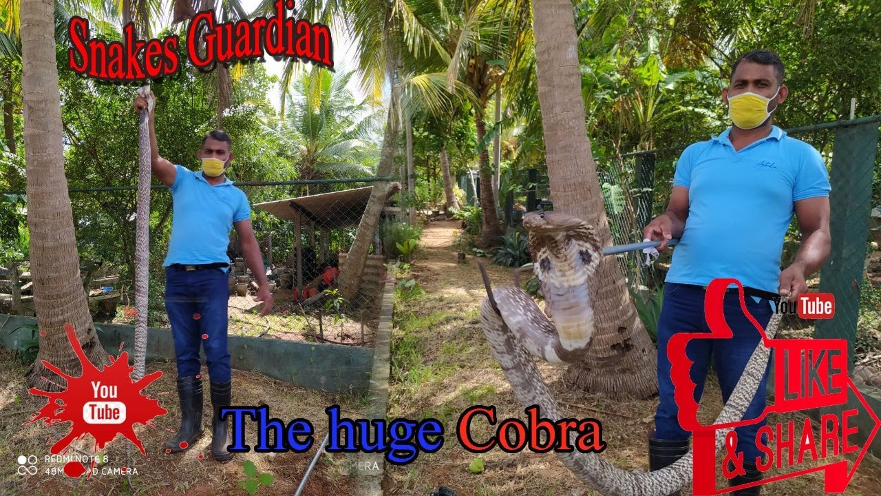 The Huge Snake - Snakes Guardian #Snakes - YouTube