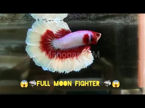 Full moon fighter fish | Aquarium | Red & White| - YouTube