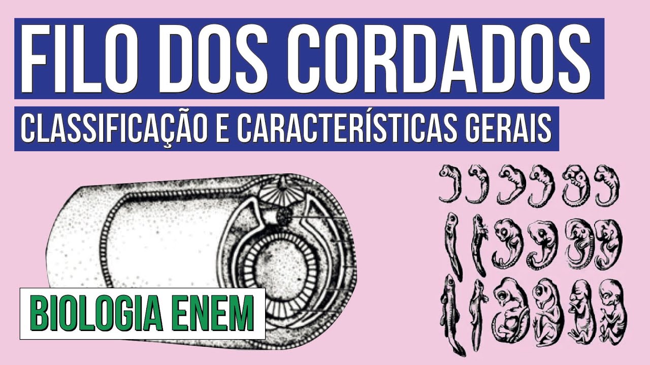 FILO DOS CORDADOS: classificação e características gerais | Biologia ...