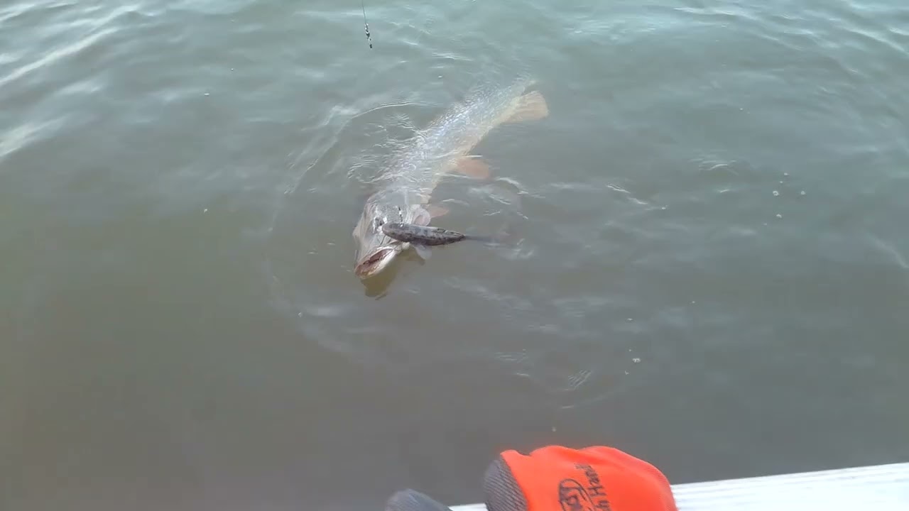 Strong fish on the Troll 2000 0214 182304 045 - YouTube