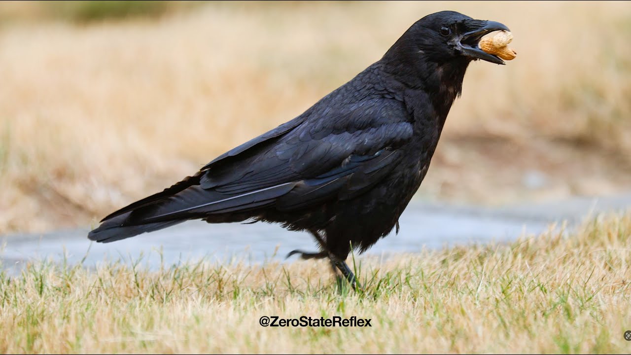 Crow Cache Caught On Film! - YouTube