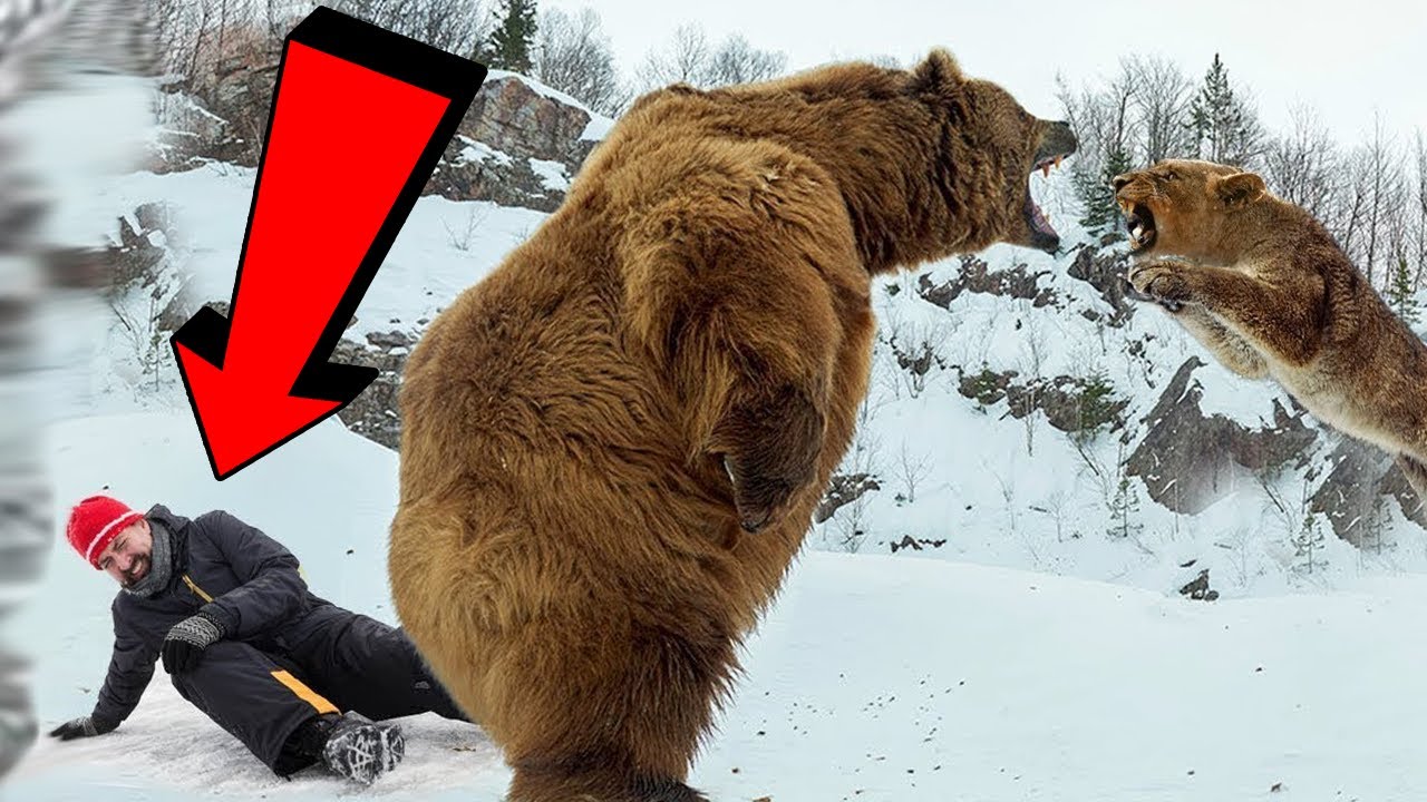 12 Animals That Saved Peoples Lives - YouTube