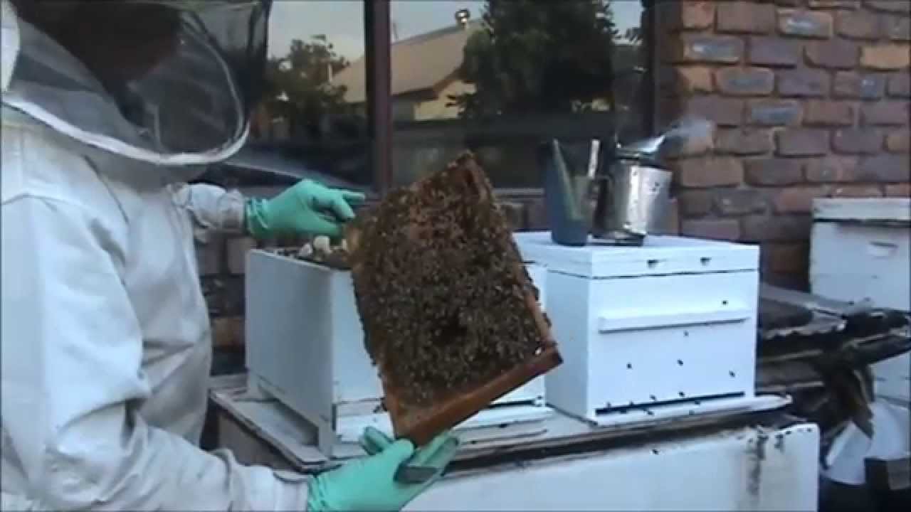 Beekeeping: Making Lots of Bees & New Queens. - YouTube