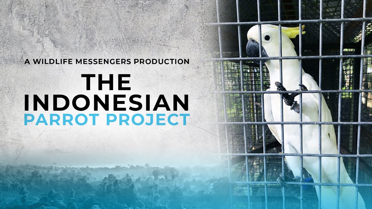 The Indonesian Parrot Project | Official Trailer - YouTube