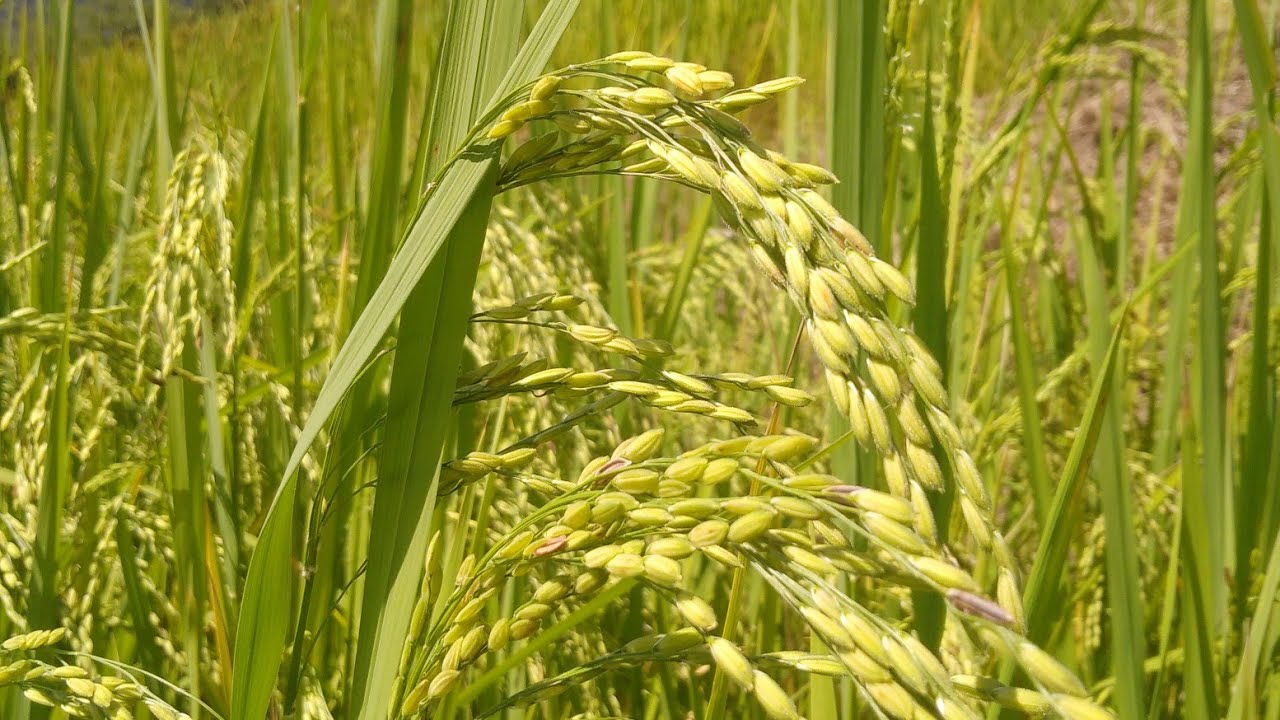 Rice Farm in Nagaland || Yemishe - YouTube