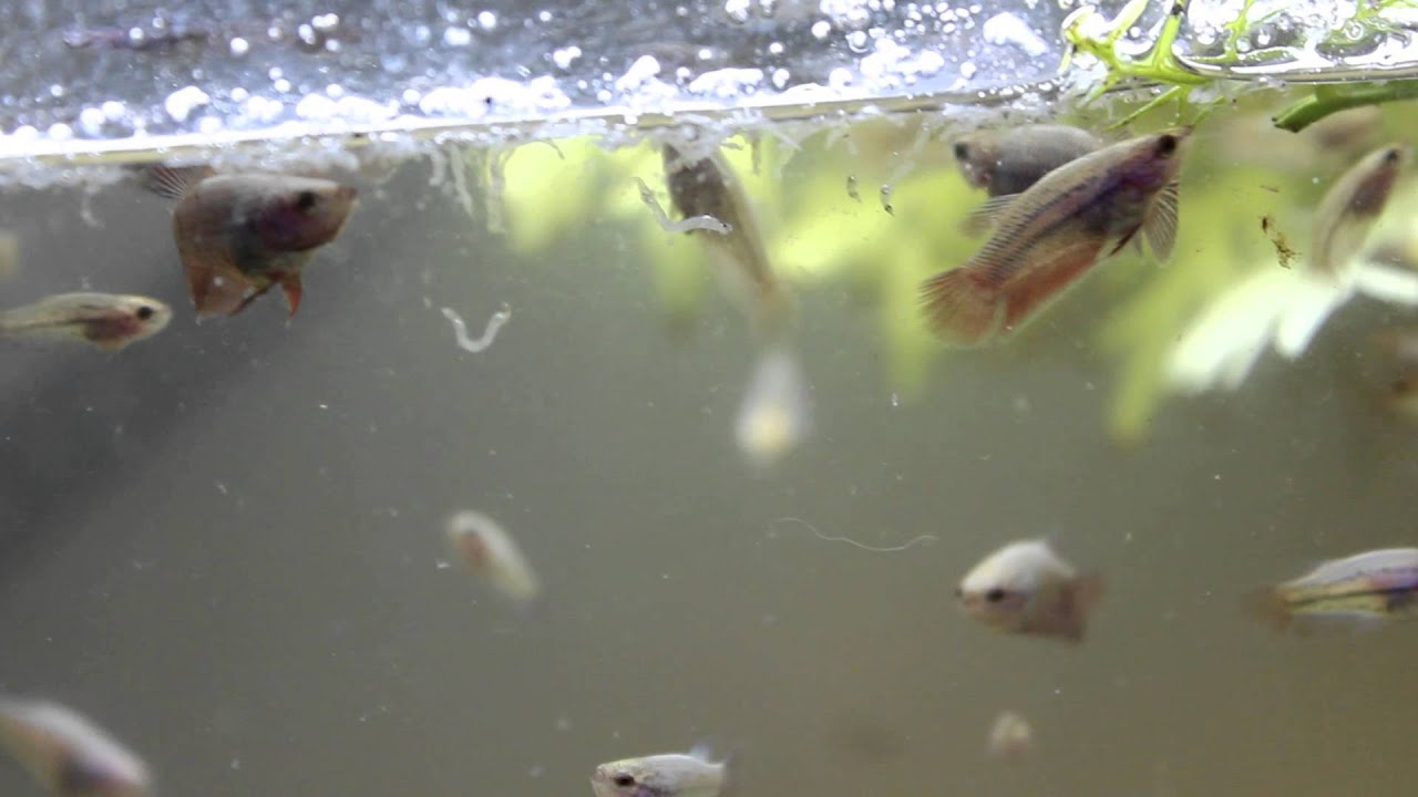 7 weeks pink/purple dragon HM spawn - YouTube