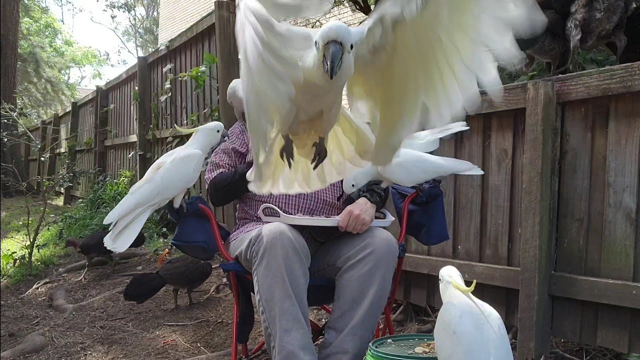 Getting buried in wild birds.... - YouTube