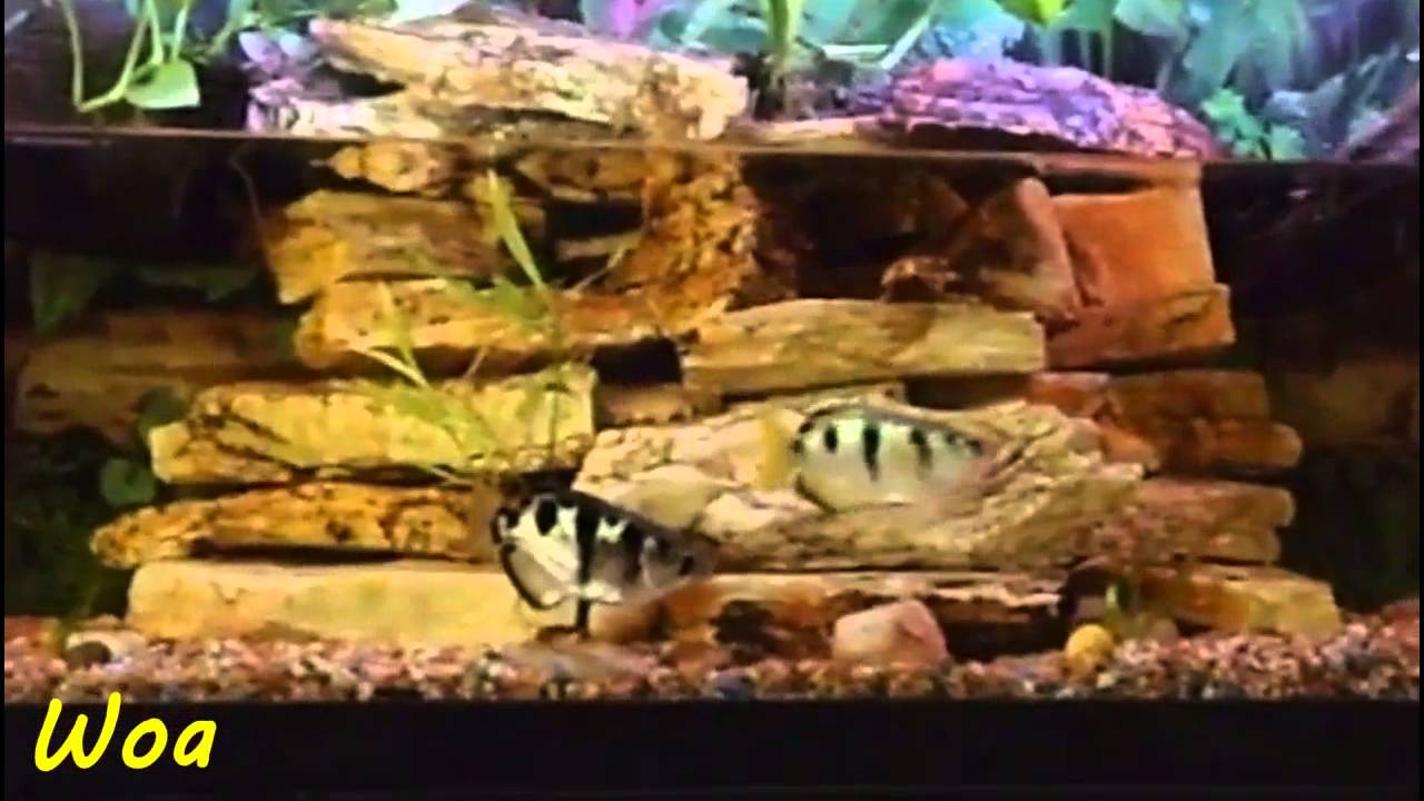 Archer Fish Feeding Incredible Nature - YouTube