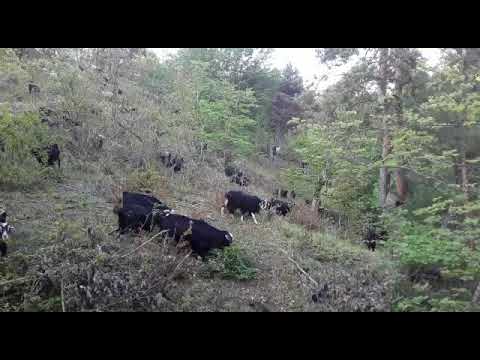 TOKAT'TA KEÇİ OTLATMASI