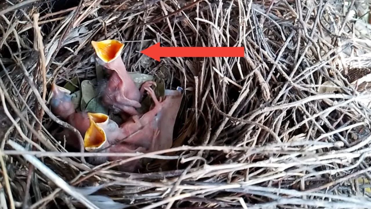 myna birds Take good care of the baby in the nest. EP13 [ Review Bird ...