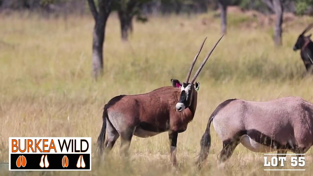 Red Oryx - YouTube