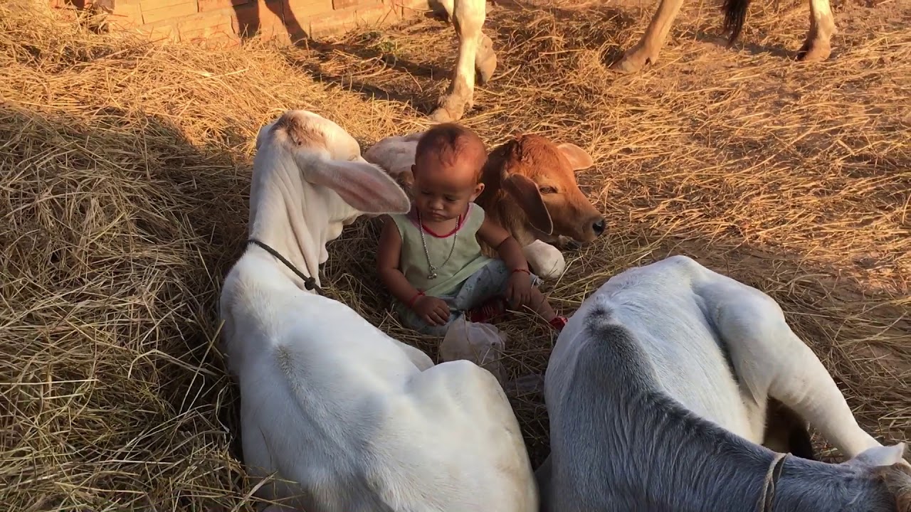 Farmers child with cows’ children - YouTube
