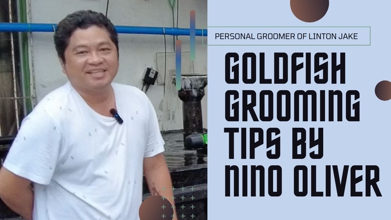 Goldfish Grooming Tips by Nino Oliver | Personal Groomer of Linton Jake ...