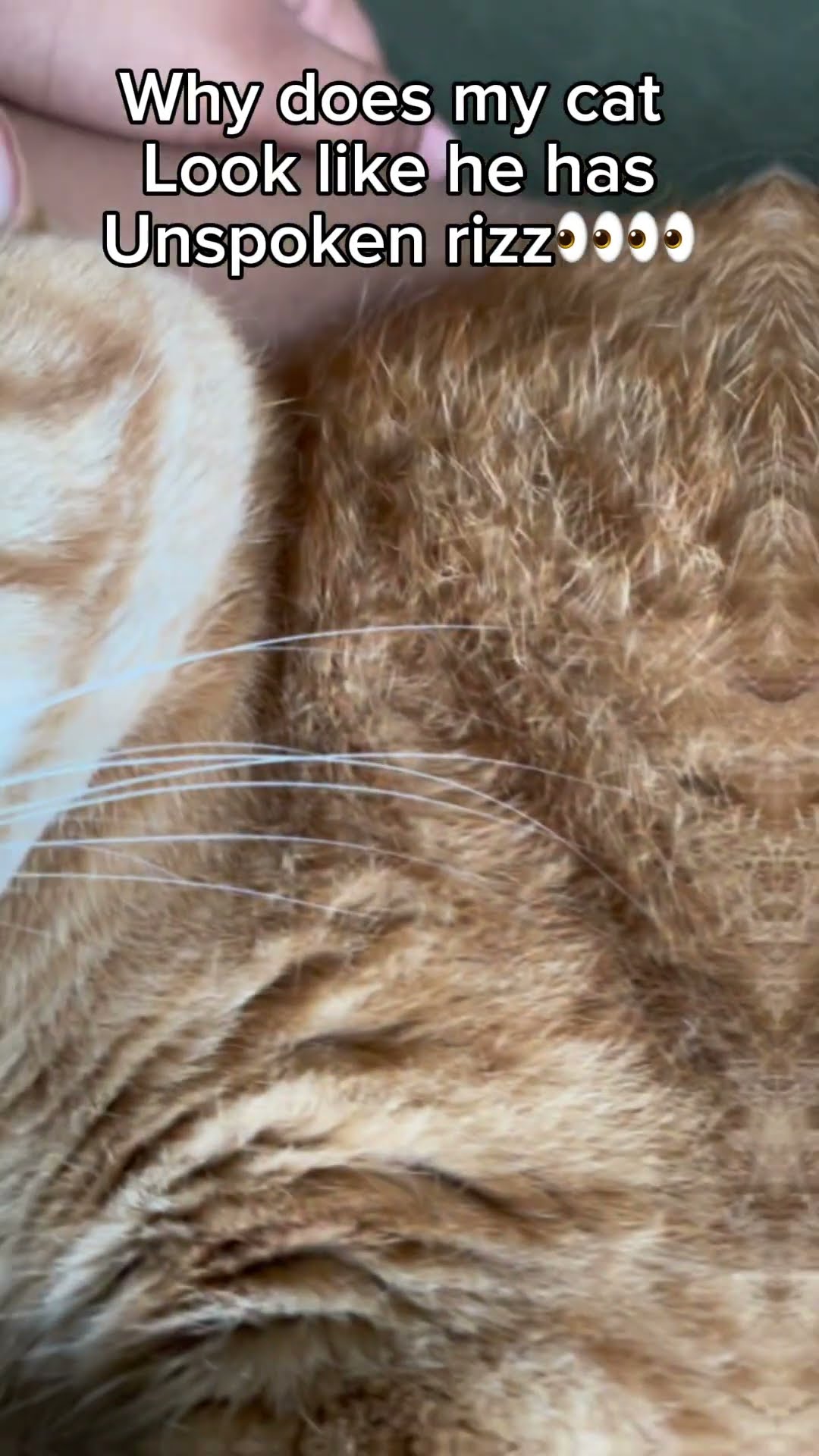 My cat is a bit rizzful #shorts #rizz #fyp #random #memes #funny - YouTube