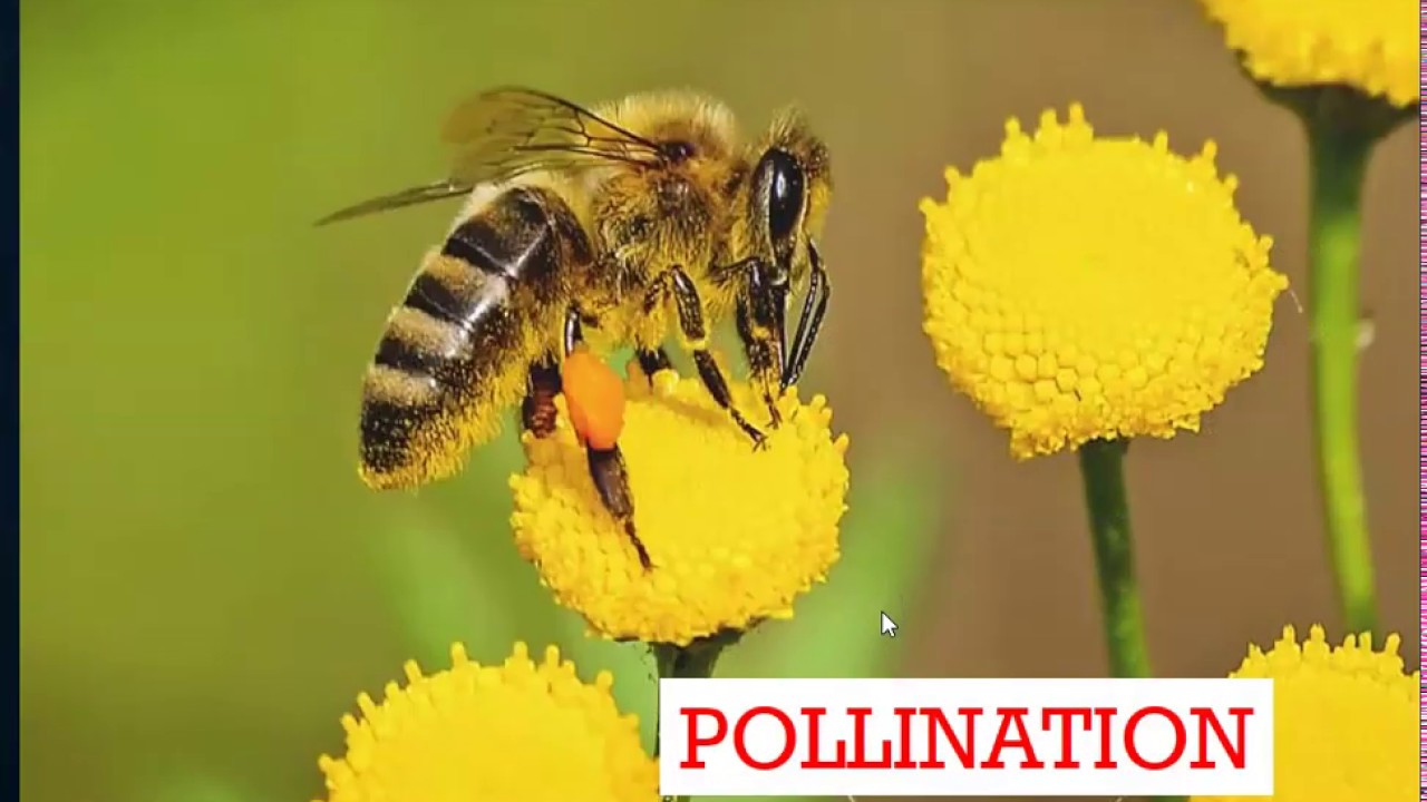 POLLINATION - YouTube