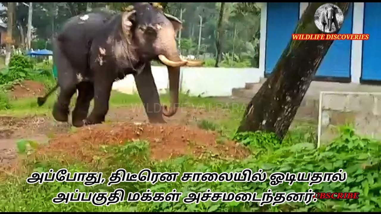 Elephant's panic!!! || சாலையில் மிரண்டு ஓடிய யானை - YouTube
