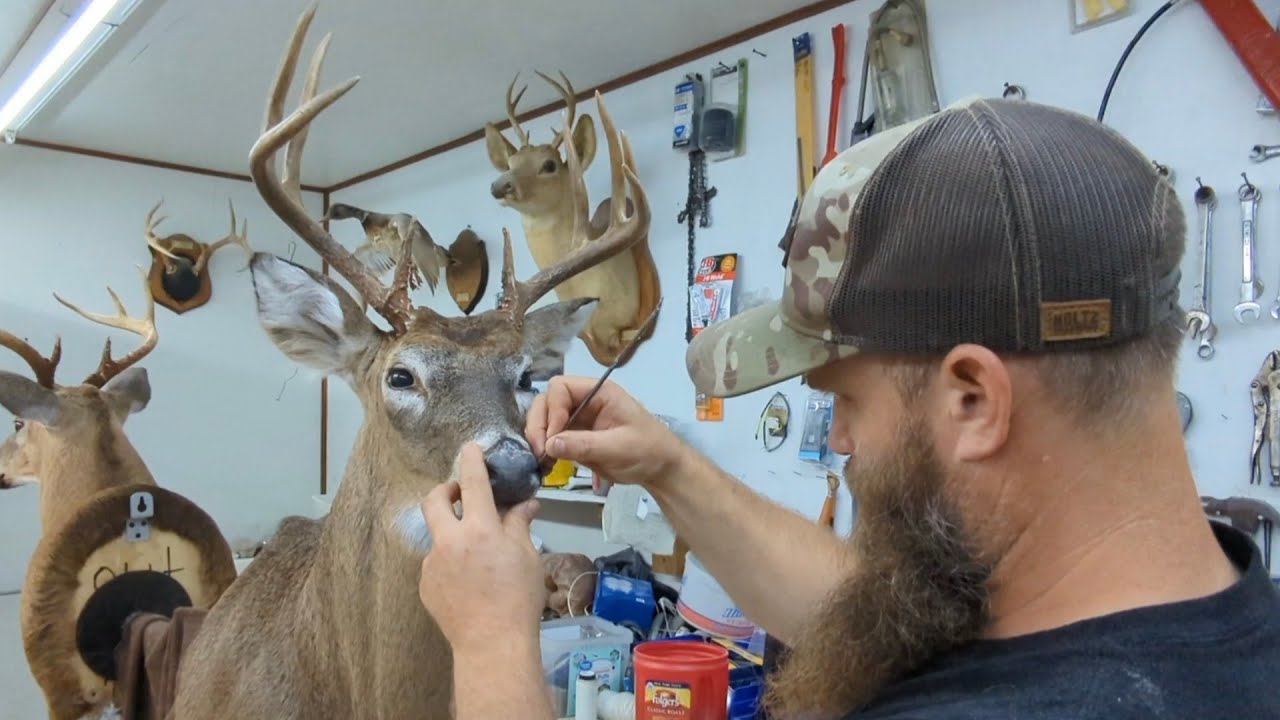 Taxidermy Finishing Deer Heads Part I YouTube Taxidermy Finishing Deer Heads Part I YouTube