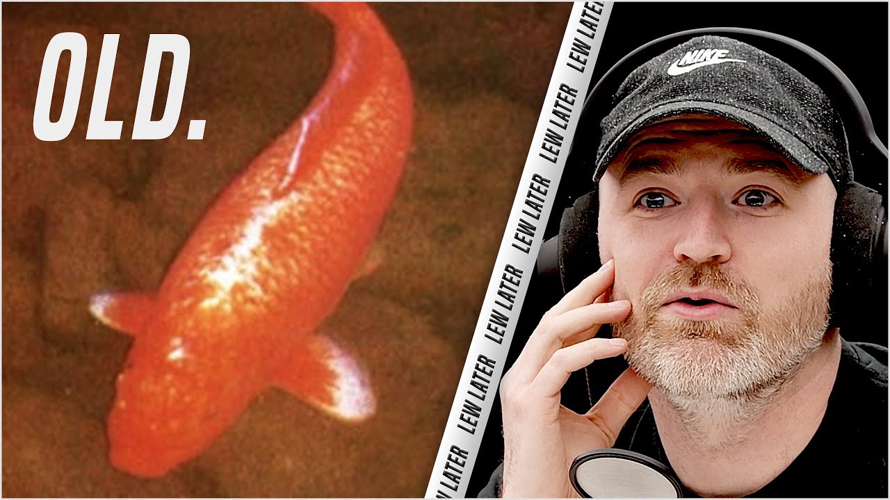 The Oldest Living Koi Fish Survived More Than A Century - YouTube