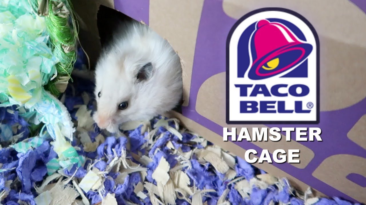 TACO BELL HAMSTER CAGE - YouTube
